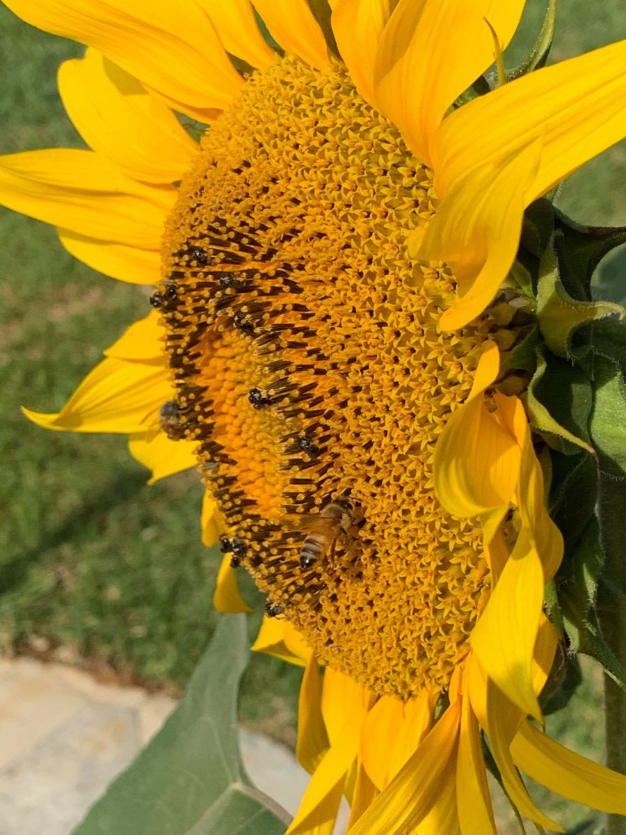 Gallery Sunflower success!